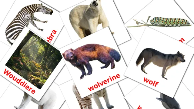 1300+ FREE Afrikaans Flashcards | PDF | Picture Vocabulary