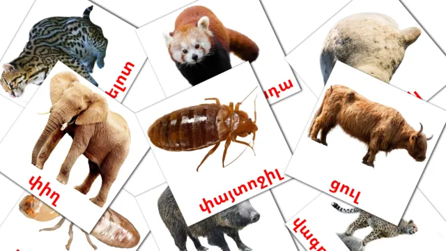 1300+ Бесплатных Карточек на Армянском в PDF Формате