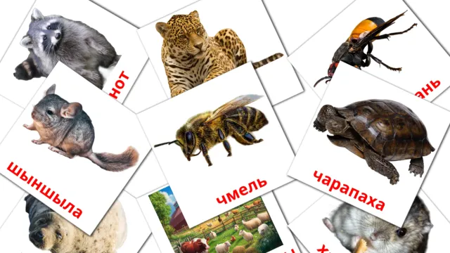 1300+ FREE Belarusian Flashcards | PDF | Picture Vocabulary