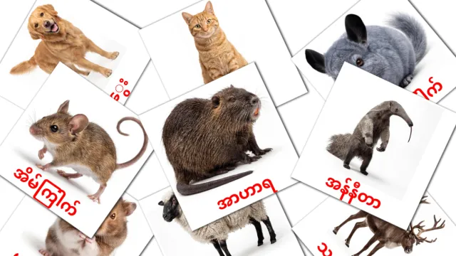 1300+ FREE Burmese Flashcards | PDF | Picture Vocabulary