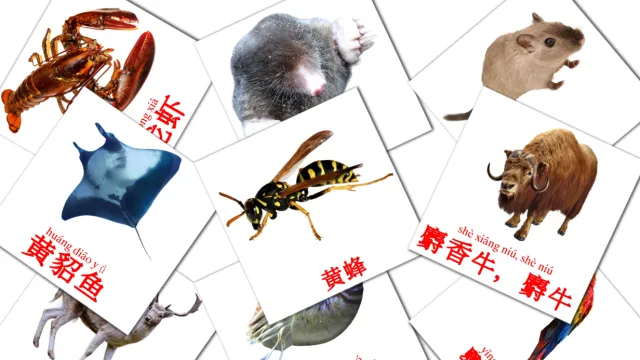 1300+ FREE Chinese(Simplified) Flashcards | PDF | Picture Vocabulary