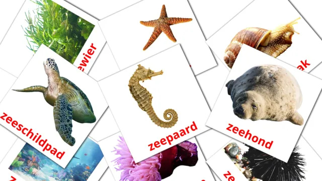 1300+ GRATIS Nederlandse Woordenschat-Flashcards in 4 Afdrukbare Formaten