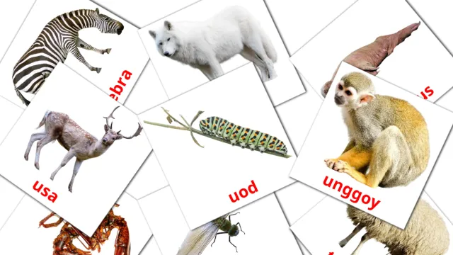 1300+ FREE Filipino Flashcards | PDF | Picture Vocabulary