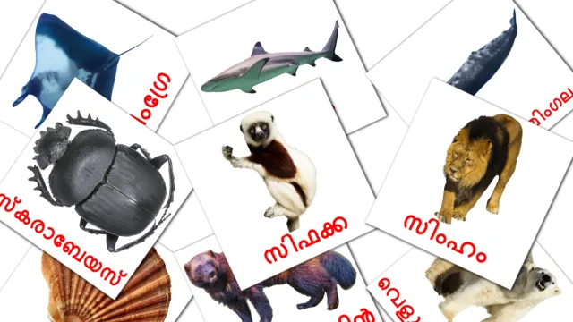 1300+ FREE Malayalam Flashcards | PDF | Picture Vocabulary