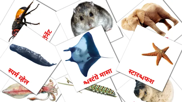 1300+ FREE Marathi Flashcards | PDF | Picture Vocabulary