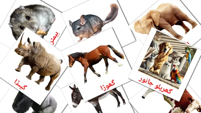 1300+ FREE Urdu Flashcards | PDF | Picture Vocabulary