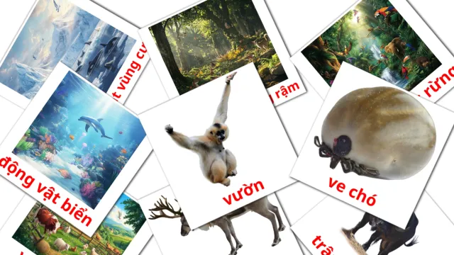 1300+ FREE Vietnamese Flashcards | PDF | Picture Vocabulary