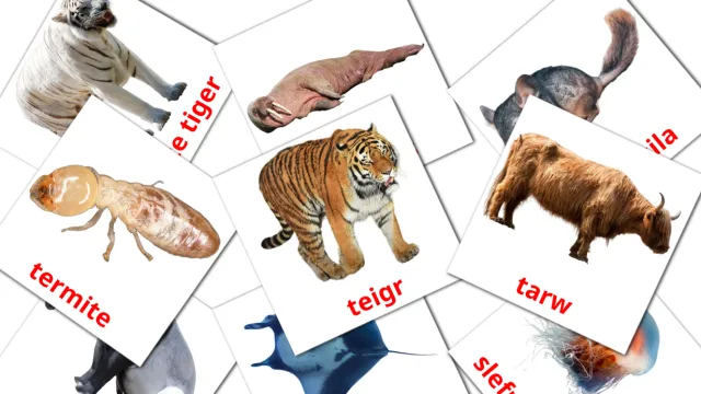 1300+ FREE Welsh Flashcards | PDF | Picture Vocabulary