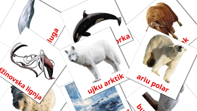 14 FREE Arctic animals Flashcards | PDF | English Words