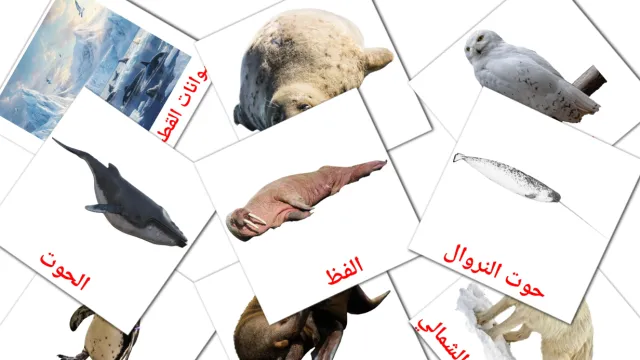 14 FREE Arctic animals Flashcards | PDF | English Words