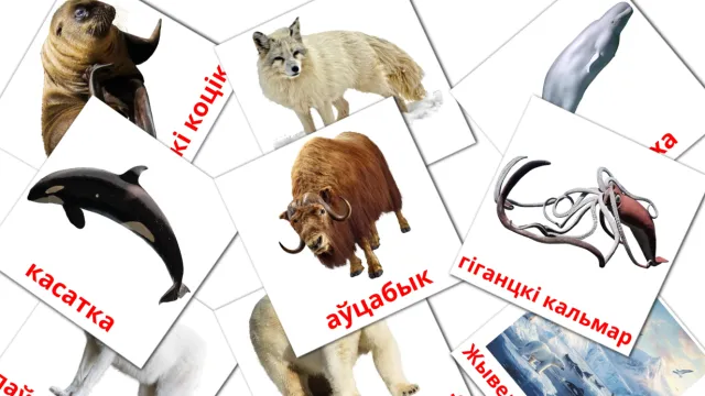 1300+ FREE Belarusian Flashcards | PDF | Picture Vocabulary