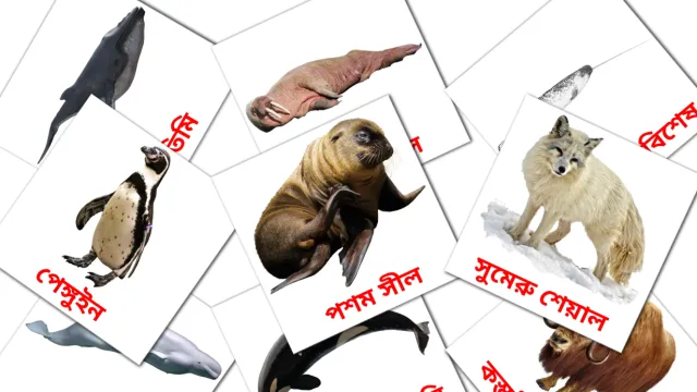 14 FREE Arctic animals Flashcards in 4 PDF formats | Arabic Pictures