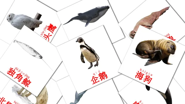 1300+ FREE Chinese(Simplified) Flashcards | PDF | Picture Vocabulary