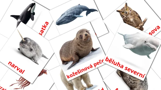 1300+ FREE Czech Flashcards | PDF | Picture Vocabulary