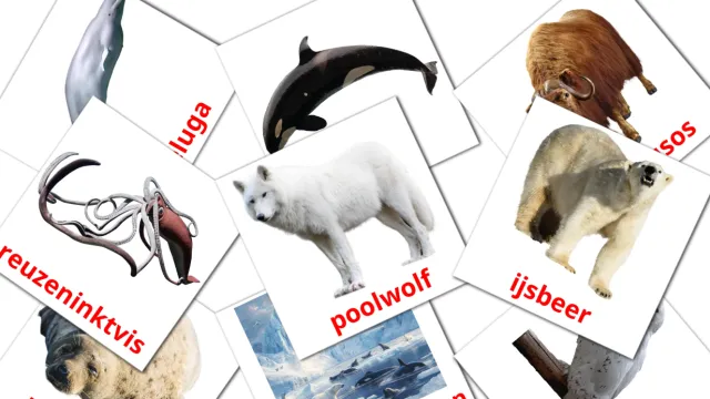 1300+ GRATIS Nederlandse Woordenschat-Flashcards in 4 Afdrukbare Formaten