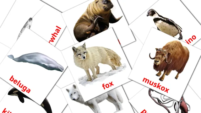 1300+ FREE Filipino Flashcards | PDF | Picture Vocabulary