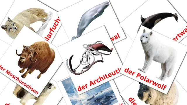 1300+ FREE German Flashcards | PDF | Picture Vocabulary