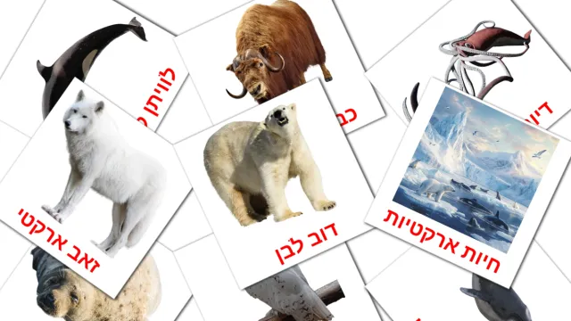 1300+ FREE Hebrew Flashcards | PDF | Picture Vocabulary