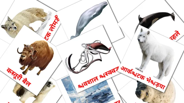 1300+ FREE Hindi Flashcards | PDF | Picture Vocabulary