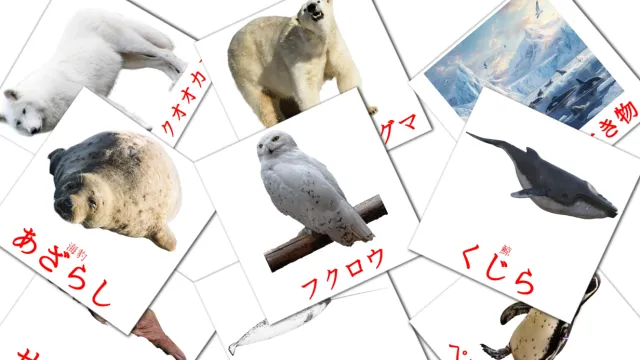 1300+ FREE Japanese Flashcards | PDF | Picture Vocabulary