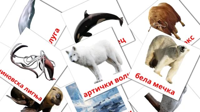 1300+ FREE Macedonian Flashcards | PDF | Picture Vocabulary