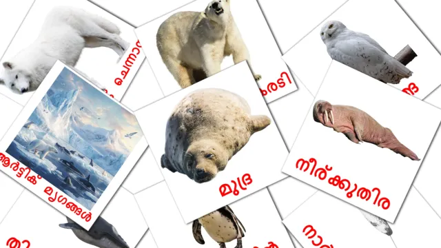 1300+ FREE Malayalam Flashcards | PDF | Picture Vocabulary