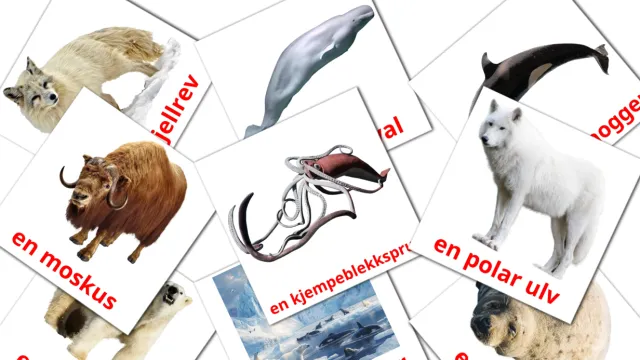 1300+ FREE Norwegian Flashcards | PDF | Picture Vocabulary