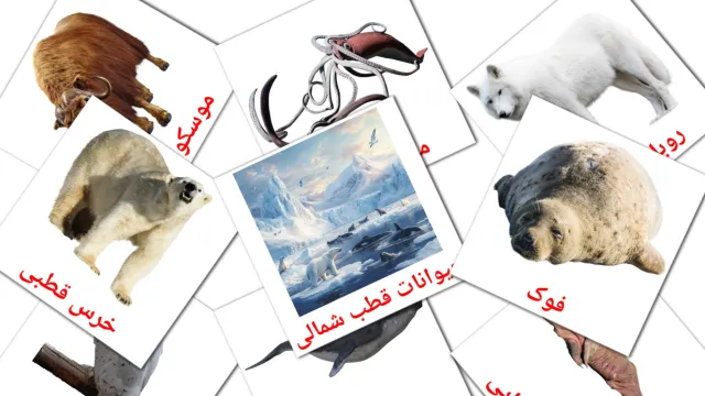 1300+ FREE Persian Flashcards | PDF | Picture Vocabulary