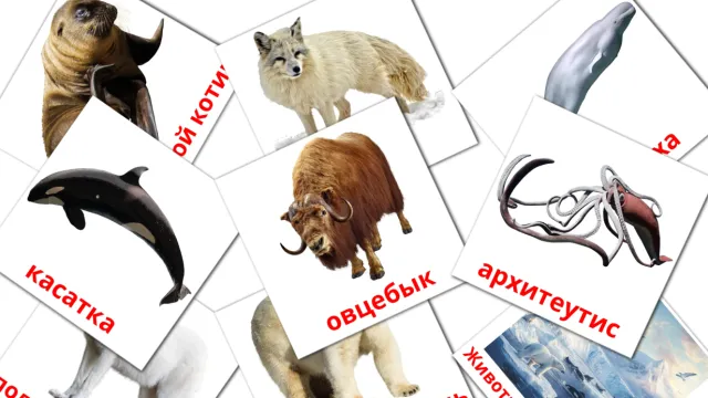 1300+ FREE Russian Flashcards | PDF | Picture Vocabulary