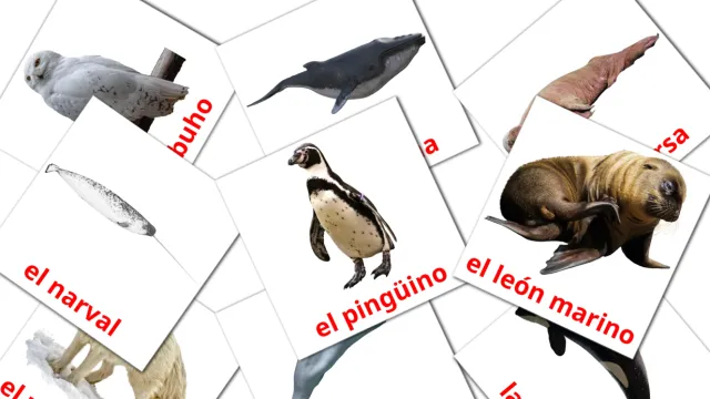 1300+ FREE Spanish Flashcards | PDF | Picture Vocabulary