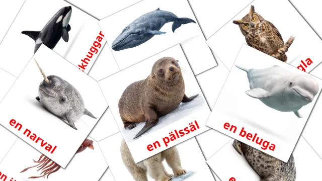 1300+ FREE Swedish Flashcards | PDF | Picture Vocabulary
