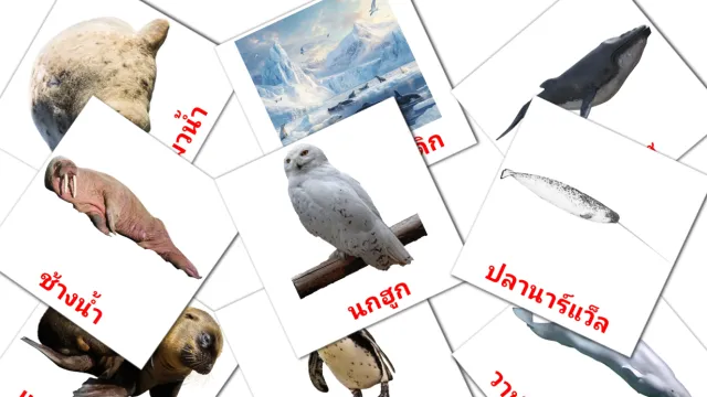 1300+ FREE Thai Flashcards | PDF | Picture Vocabulary