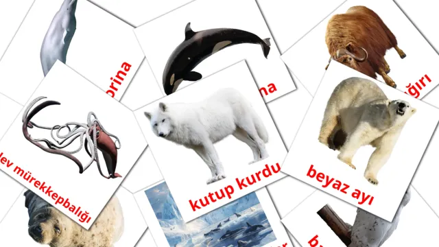 1300+ FREE Turkish Flashcards | PDF | Picture Vocabulary