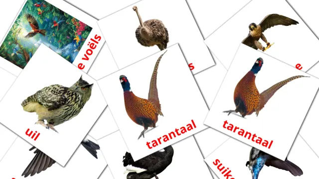 1300+ FREE Afrikaans Flashcards | PDF | Picture Vocabulary