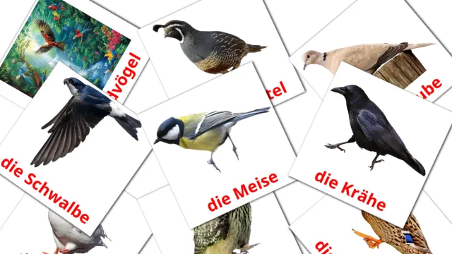 1300+ FREE German Flashcards | PDF | Picture Vocabulary