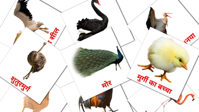 1300+ FREE Hindi Flashcards | PDF | Picture Vocabulary