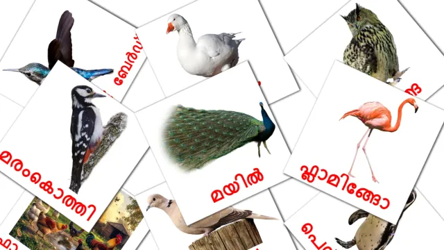 1300+ FREE Malayalam Flashcards | PDF | Picture Vocabulary