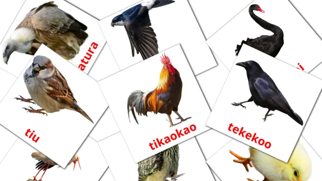 1300+ FREE Maori Flashcards | PDF | Picture Vocabulary