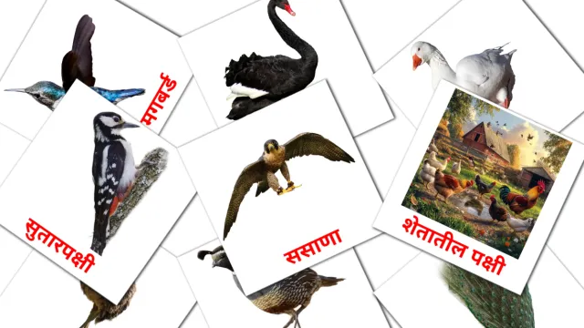 1300+ FREE Marathi Flashcards | PDF | Picture Vocabulary