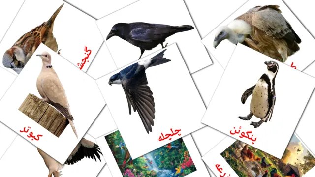1300+ FREE Persian Flashcards | PDF | Picture Vocabulary