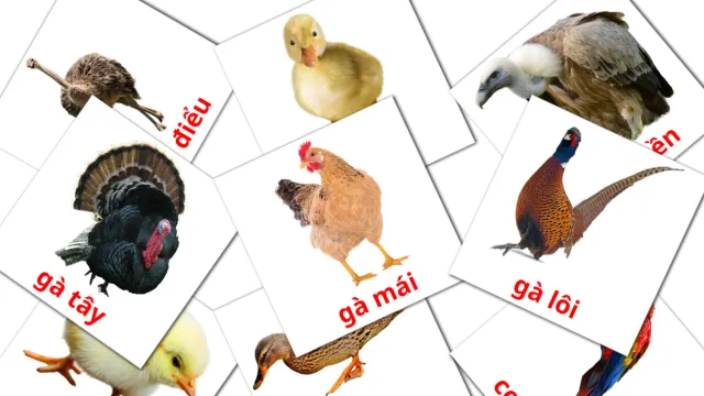 1300+ FREE Vietnamese Flashcards | PDF | Picture Vocabulary