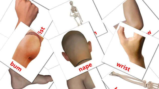 20 FREE Face Flashcards | PDF | English Words