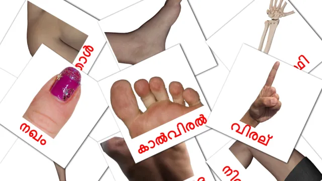 1300+ FREE Malayalam Flashcards | PDF | Picture Vocabulary