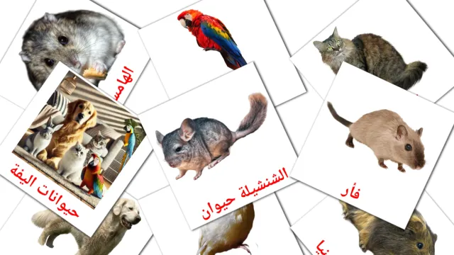 1300+ FREE Arabic Flashcards | PDF | Picture Vocabulary