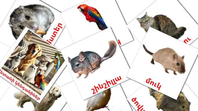 10 FREE Domestic animals Flashcards | PDF | Afrikaans Words