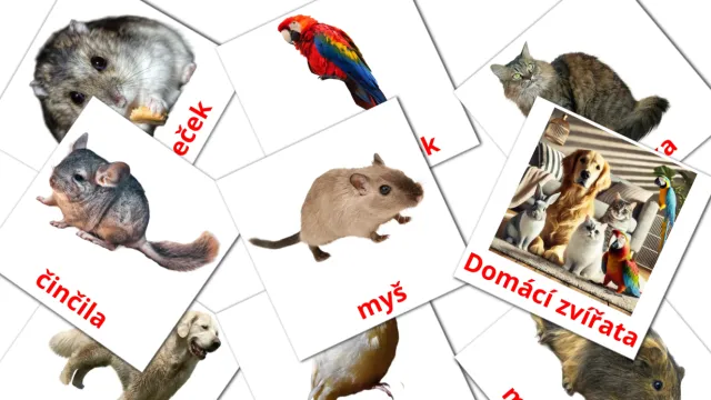 1300+ FREE Czech Flashcards | PDF | Picture Vocabulary