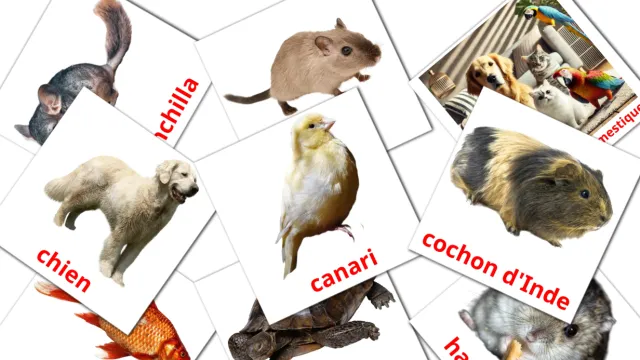 1300+ FREE French Flashcards | PDF | Picture Vocabulary