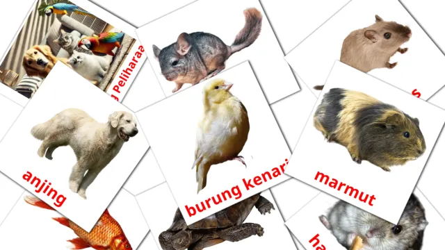 1300+ FREE Indonesian Flashcards | PDF | Picture Vocabulary