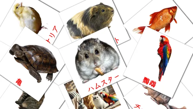 1300+ FREE Japanese Flashcards | PDF | Picture Vocabulary