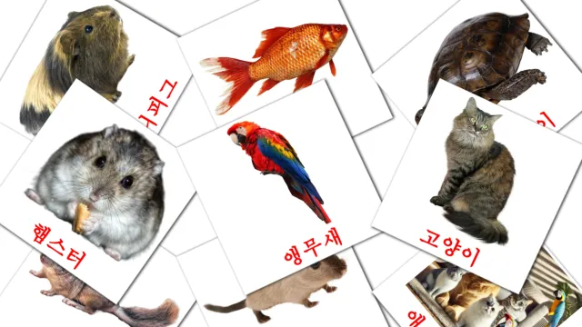 1300+ FREE Korean Flashcards | PDF | Picture Vocabulary